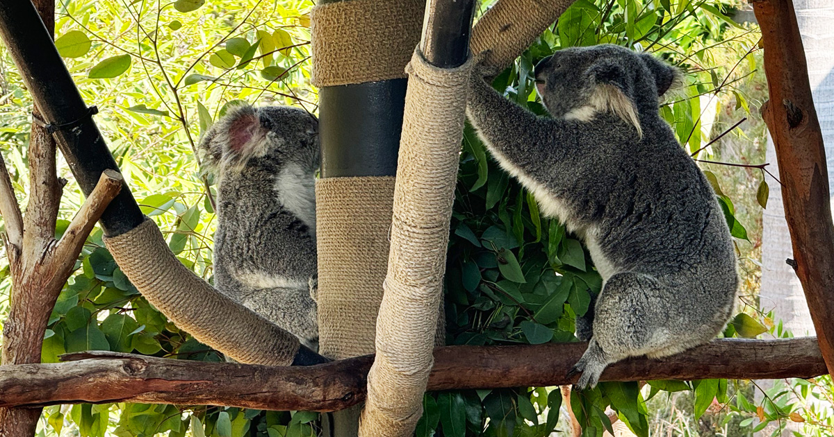 The San Diego Zoo and koala that jazz | Episcopal Diocese of Los Angeles
