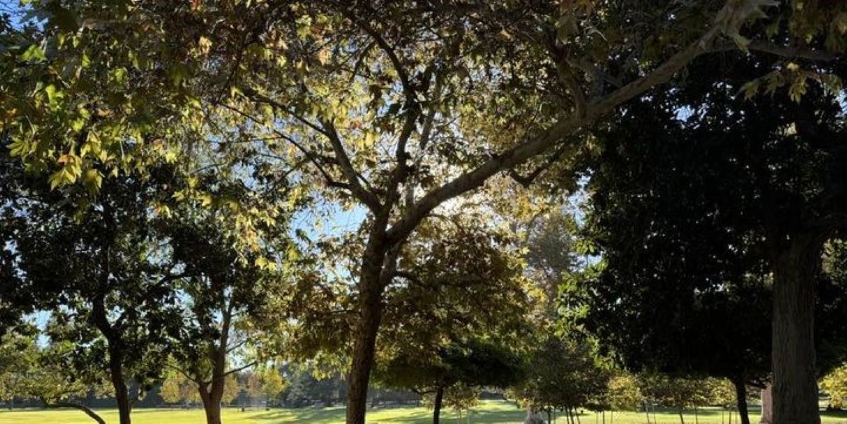 Daily prayer: To purify ourselves | Episcopal Diocese of Los Angeles